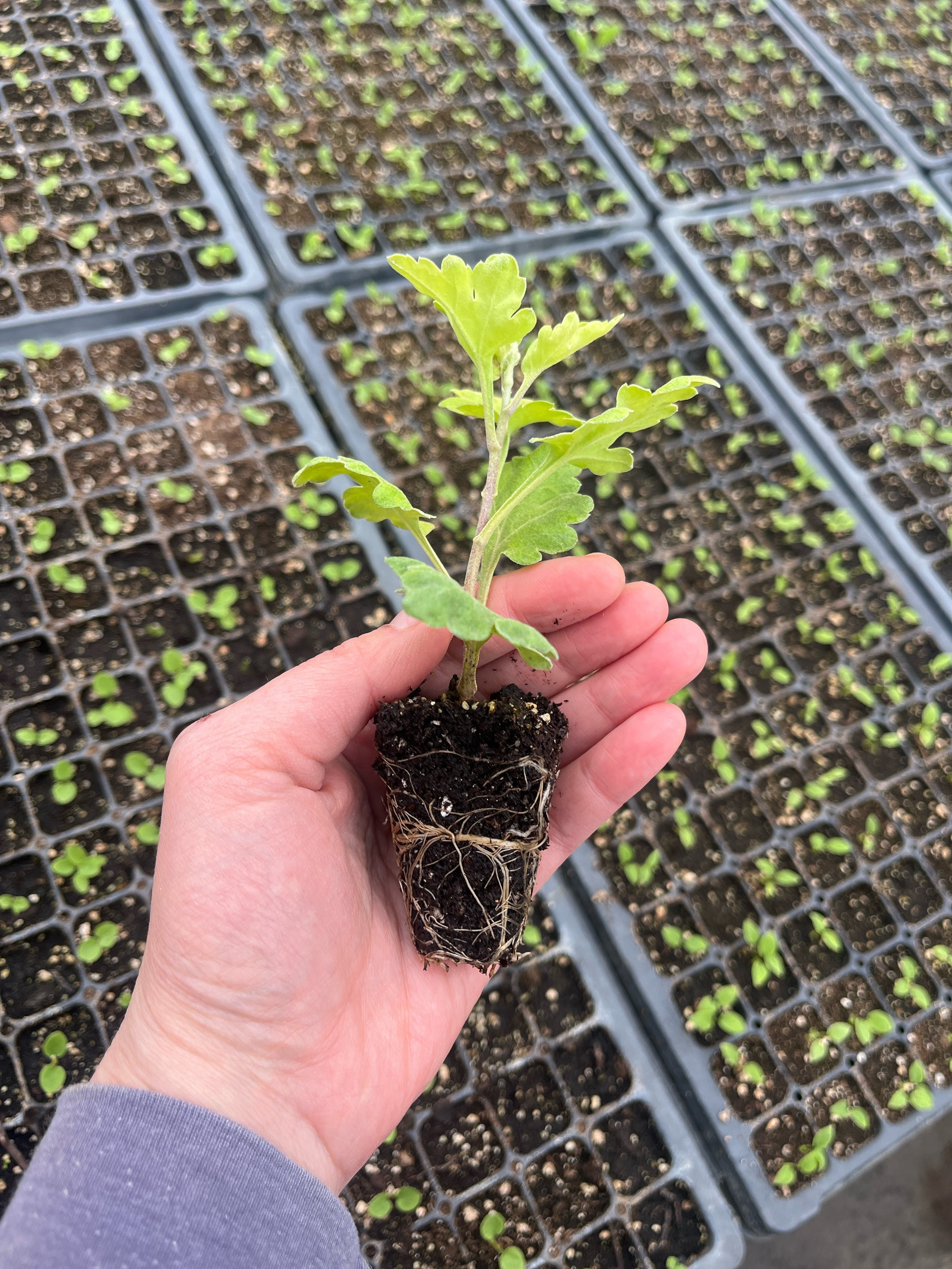 Mum Rooted Cuttings – Page 2