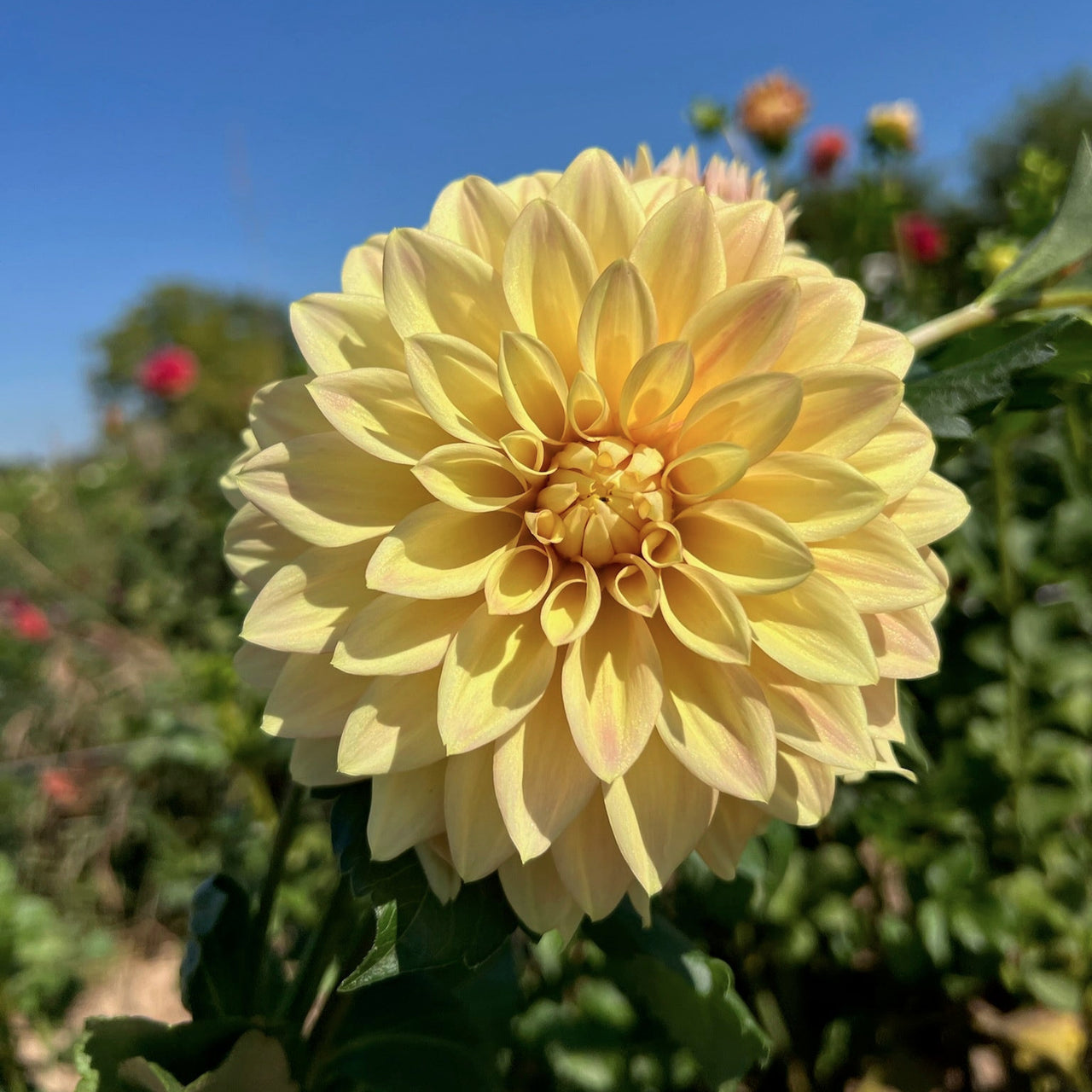 Growing Dahlia Tubers | Sunny Meadows Flower Farm