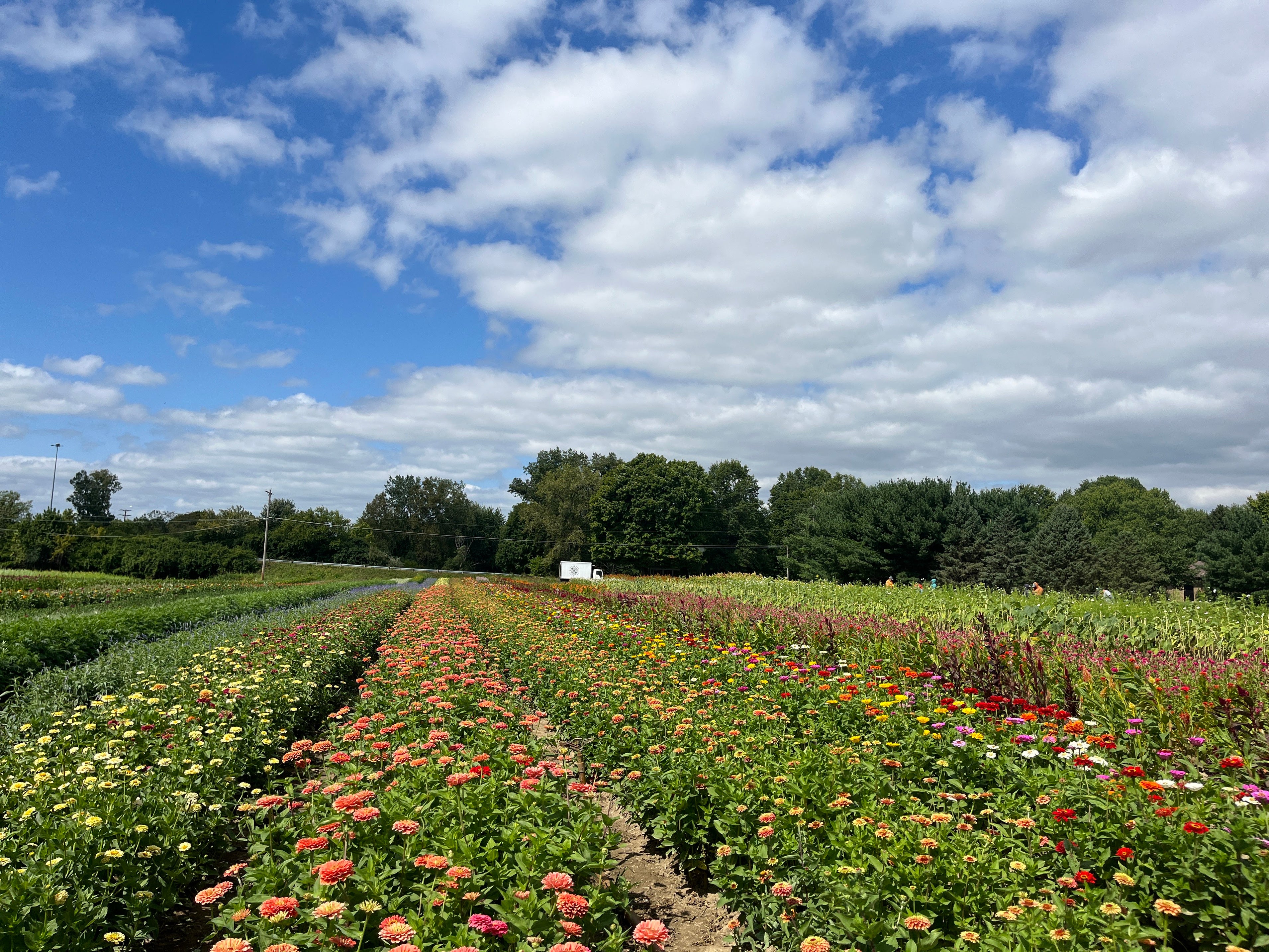 Sunny Meadows Flower Farm