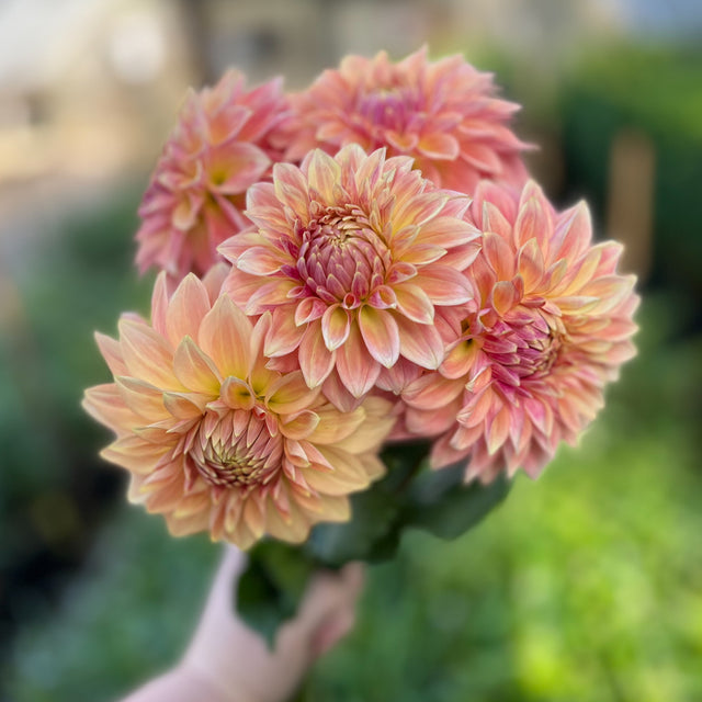 Dahlias + Mums