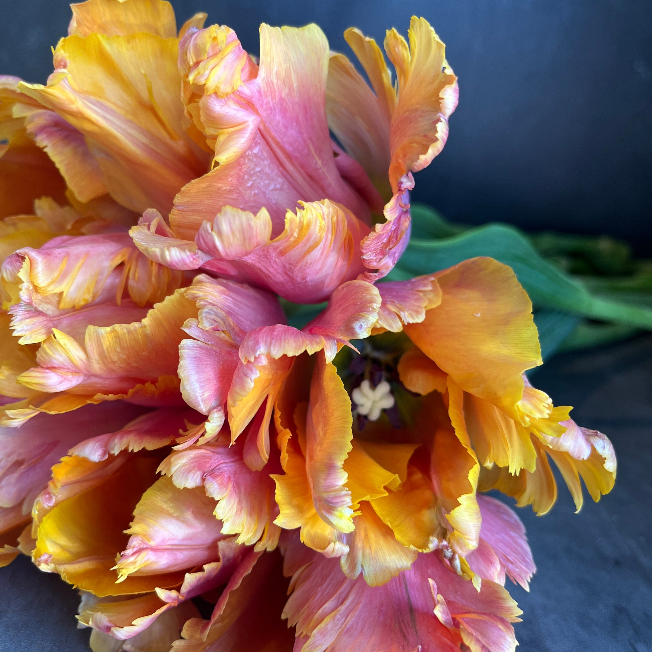 Tulip Bulbs | Sunny Meadows Flower Farm