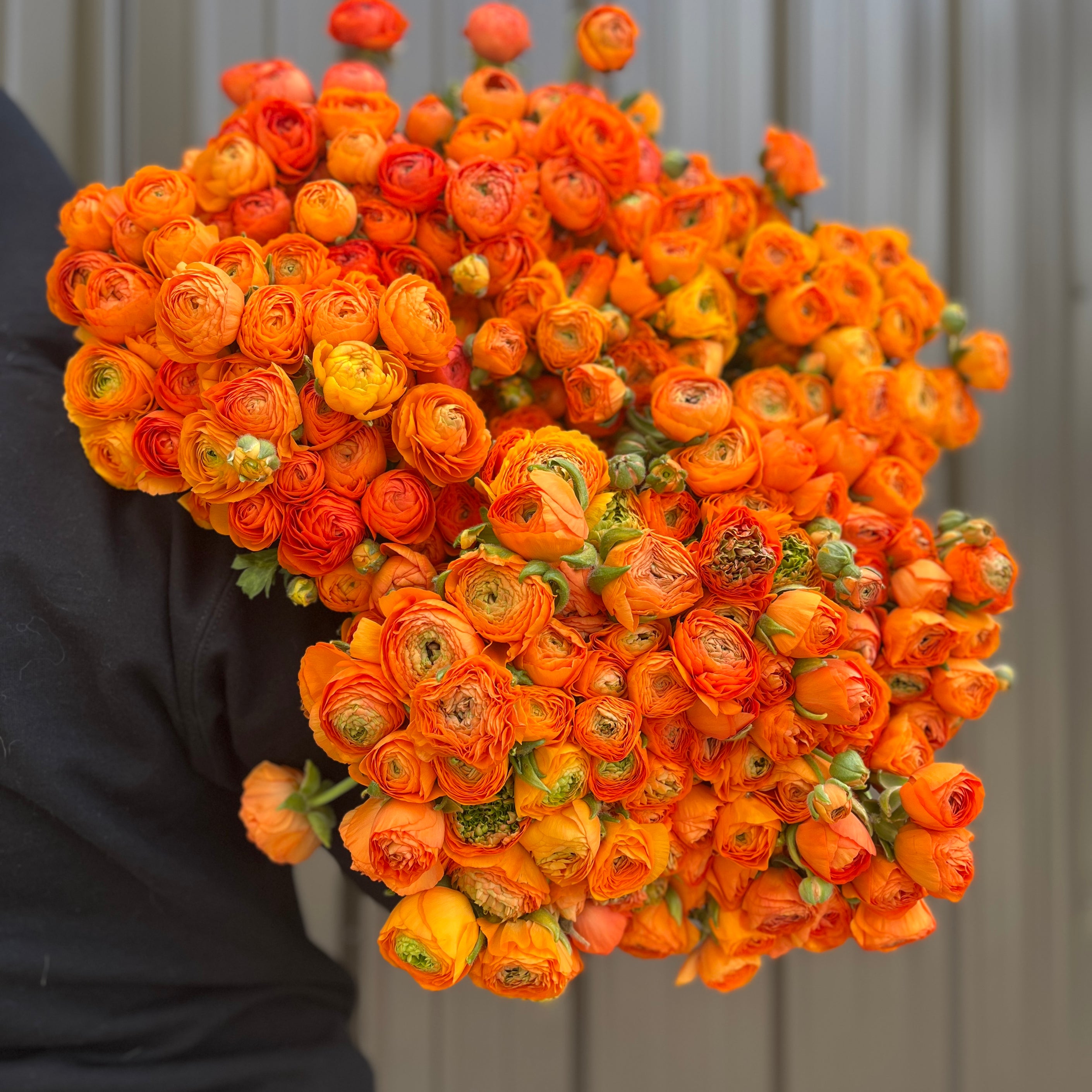 How to Grow Ranunculus & Anemones | Sunny Meadows Flower Farm