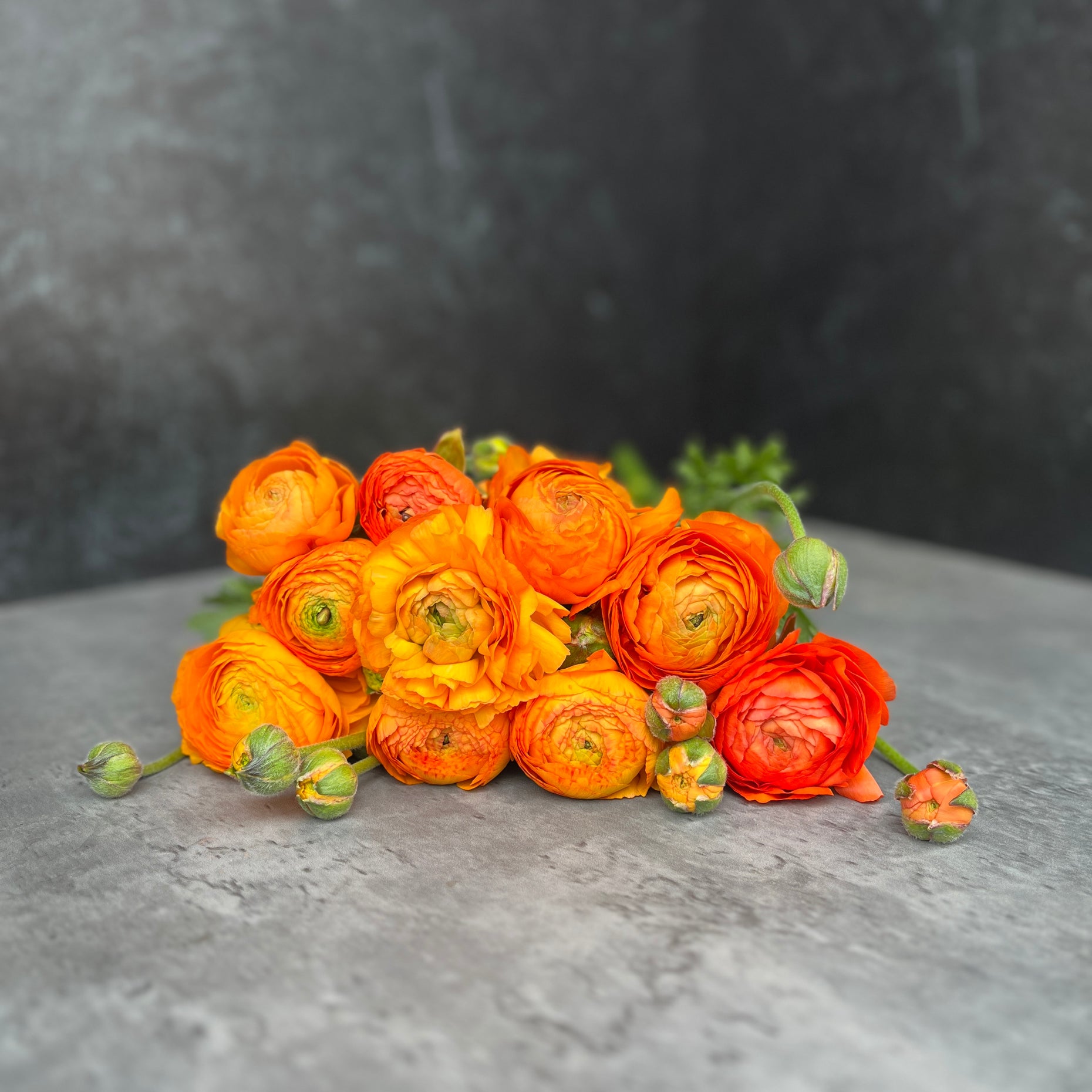 How to Grow Ranunculus & Anemones | Sunny Meadows Flower Farm