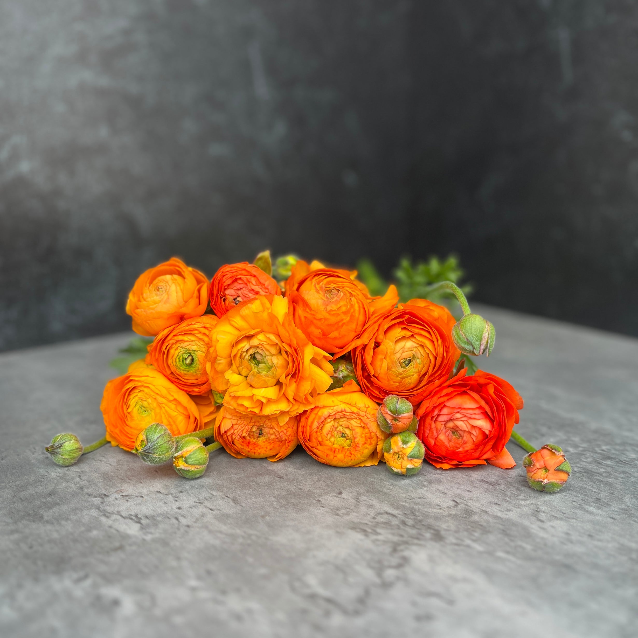 How to Grow Ranunculus & Anemones | Sunny Meadows Flower Farm