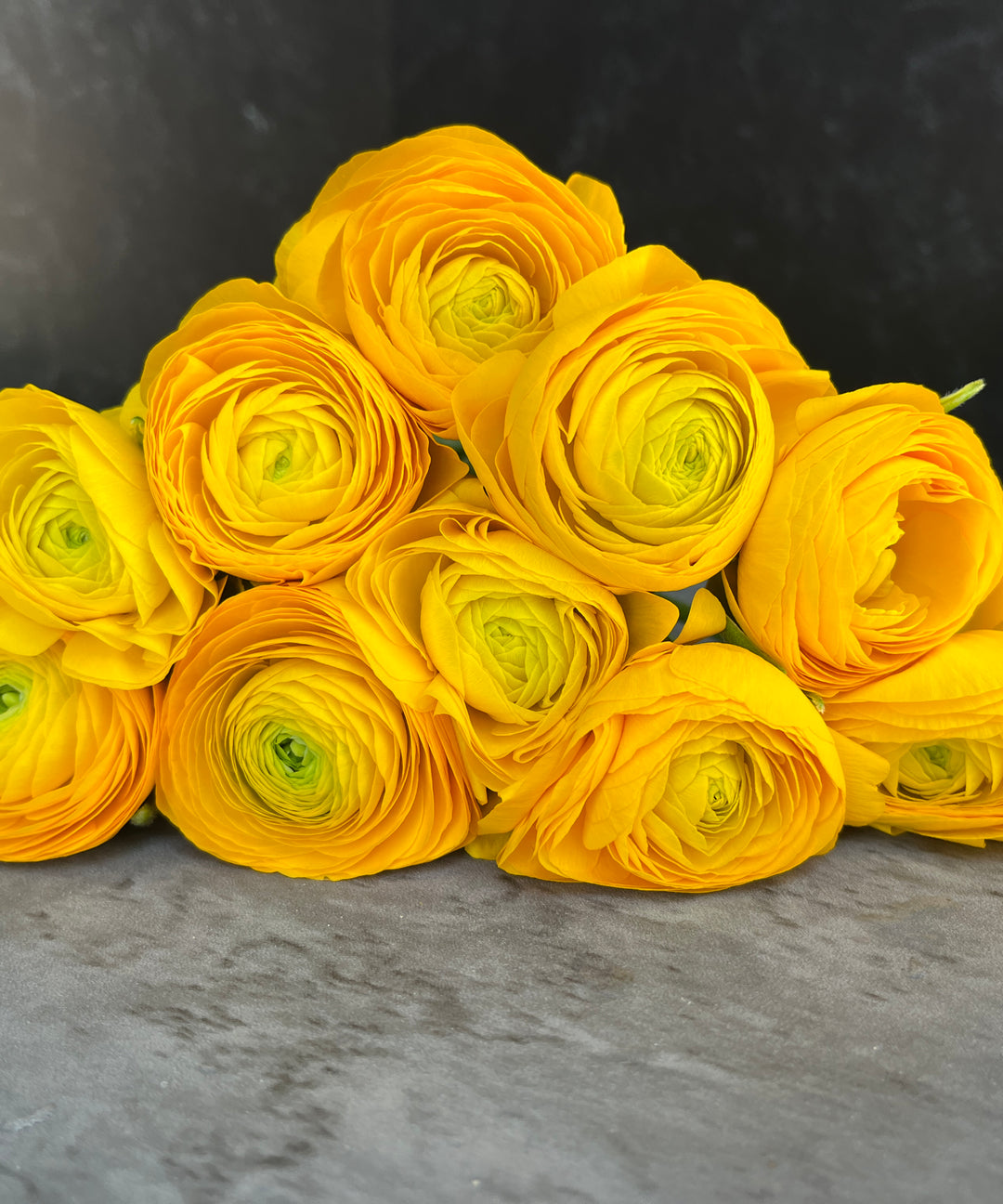 Ranunculus Corms-Yellow