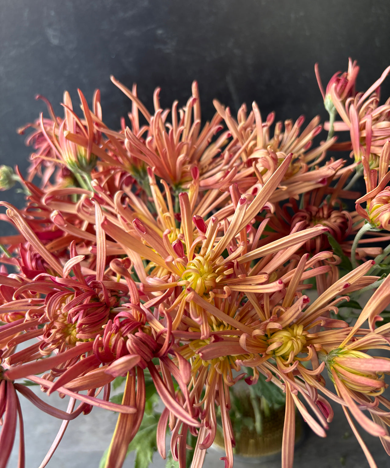 Mum Mocha Bronze-3 Rooted Cuttings