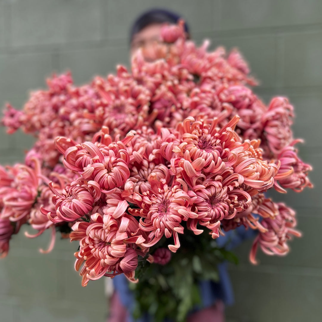 Mum Rooted Cuttings