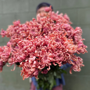 Mum Rooted Cuttings