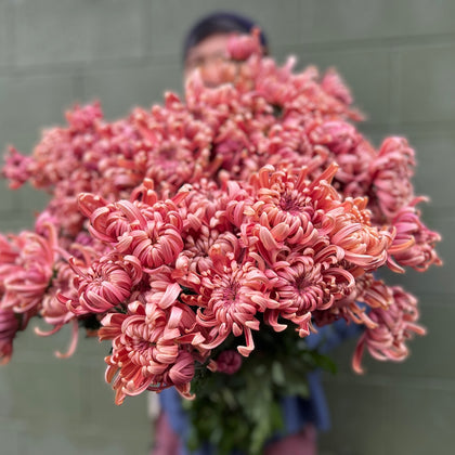 Mum Rooted Cuttings