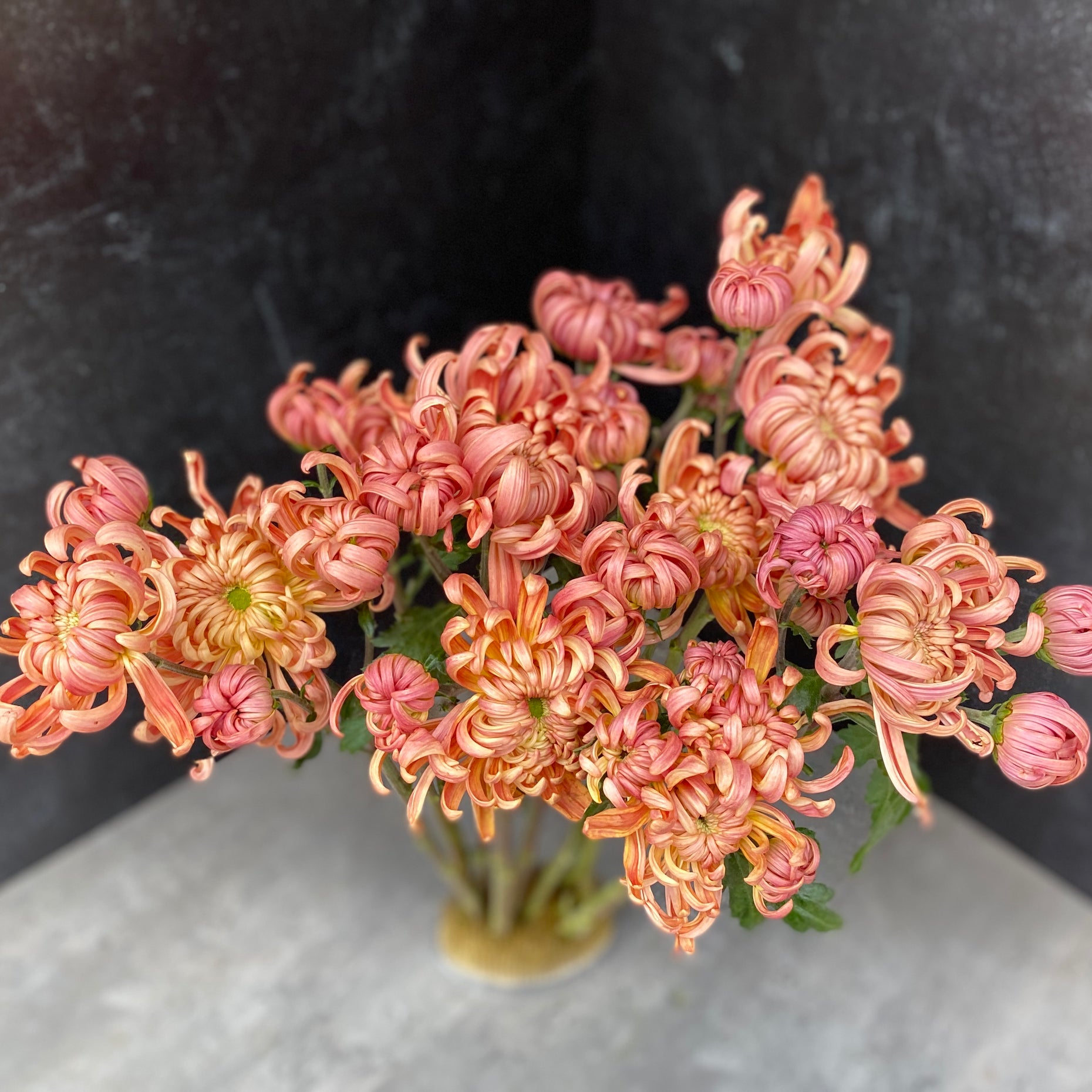 Mum Rooted Cuttings