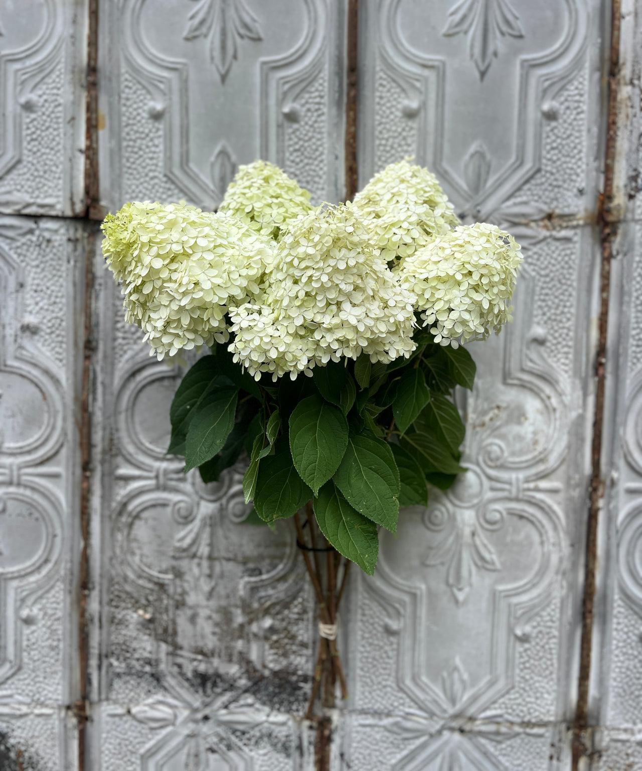 Hydrangea Limelight-4 Liners