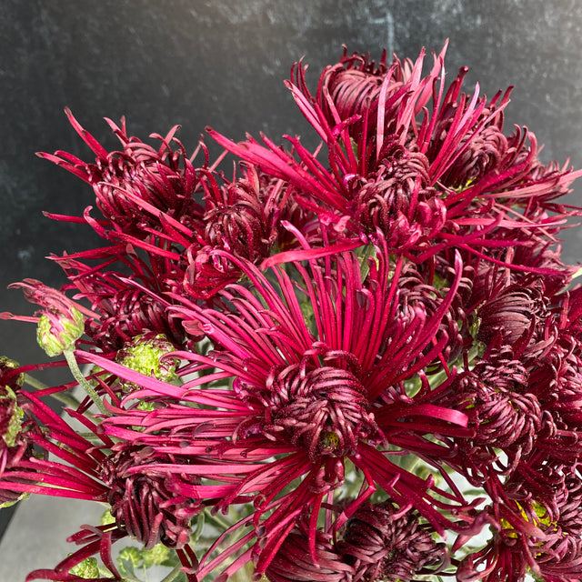 Dahlias + Mums | Sunny Meadows Flower Farm