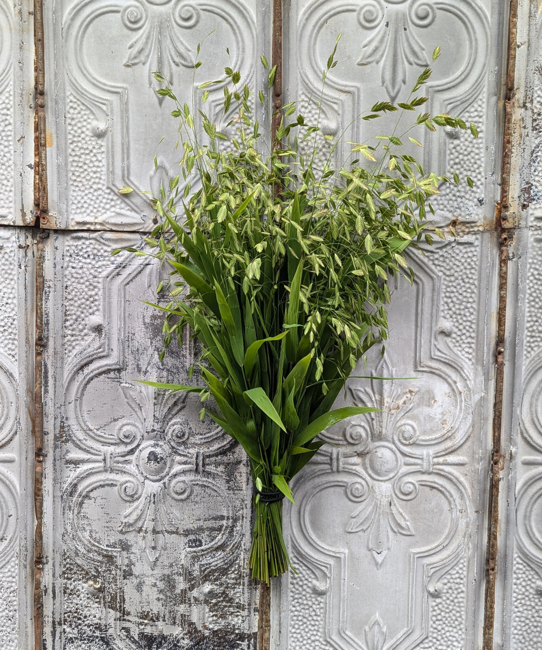 Sea Oats-3 Plugs