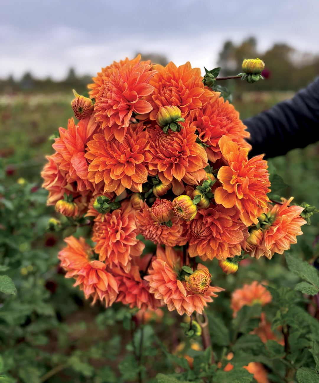 Dahlia Tuber Ben Huston | Sunny Meadows Flower Farm