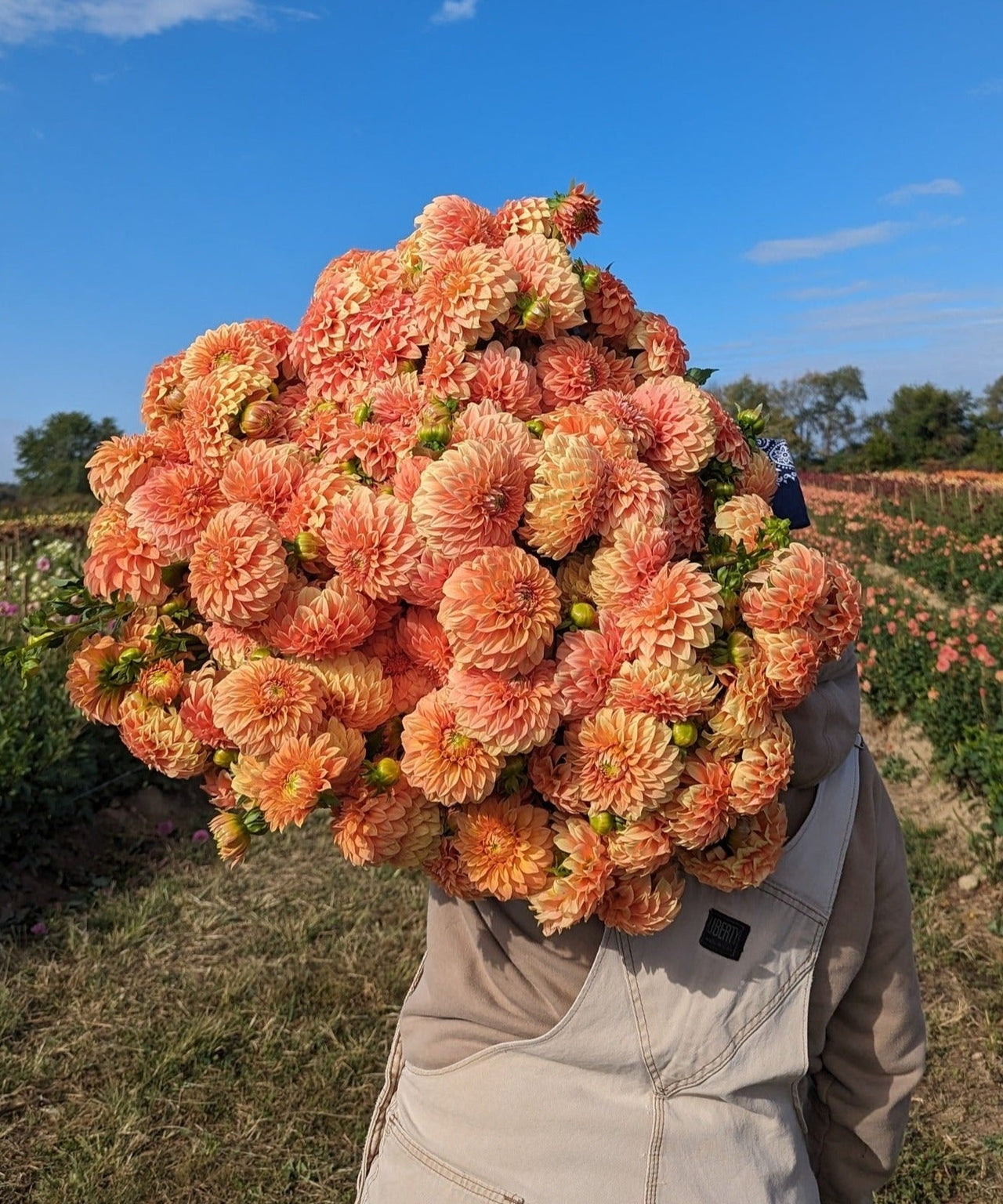 Dahlia Tuber Bracken Palomino | Sunny Meadows Flower Farm