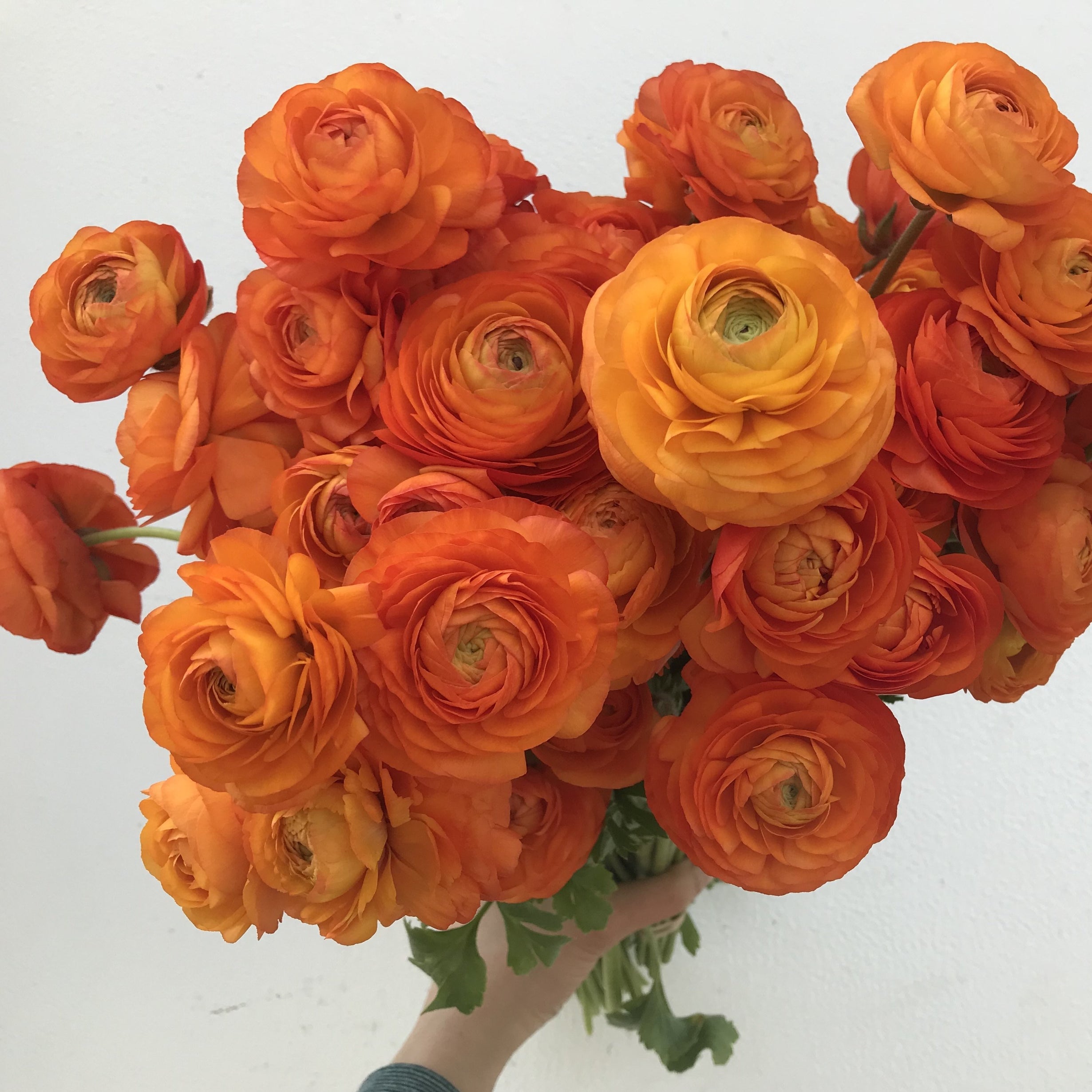 How to Grow Ranunculus & Anemones | Sunny Meadows Flower Farm