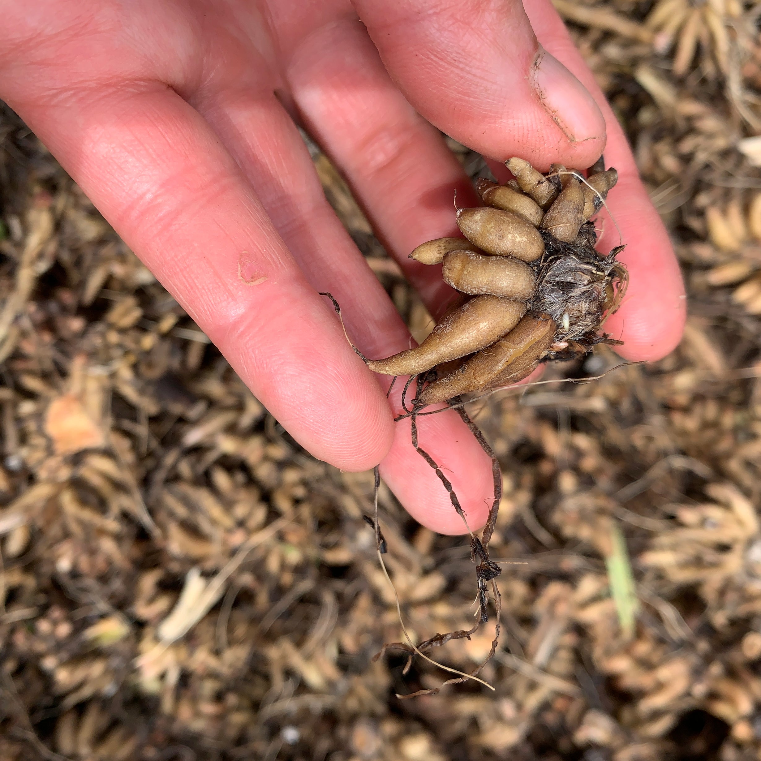 Ranunculus Corms