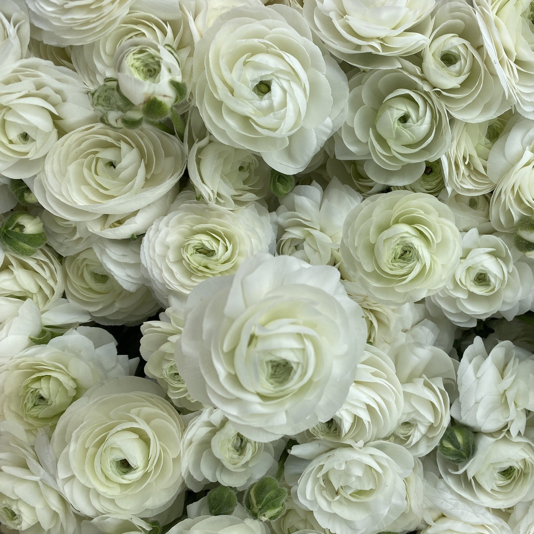 How to Grow Ranunculus & Anemones | Sunny Meadows Flower Farm
